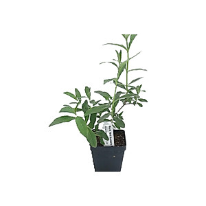 Greenwood Nursery: Live Shrub Plants - Royal Red Butterfly Bush + Buddleja/Buddleia Davidii - [Qty: 2X Pint Pots] - (Click for Other Available Plants/Quantities)