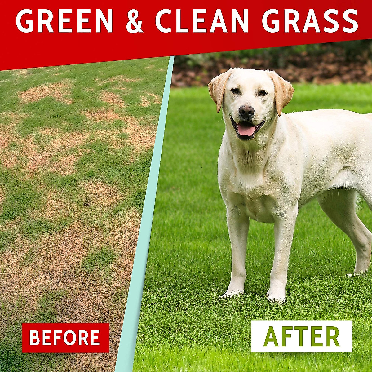 PAWFECTCHEW Dog Pee Grass Restore + Probiotics for Dogs Bundle - Dog Urine Neutralizer for Grass Burn Spots, Lawn Repair - Allergy Relief Dog Probiotics Chews + Digestive Enzymes - Made in USA