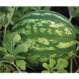 Burpee Crimson Sweet Watermelon Seeds 100 seeds