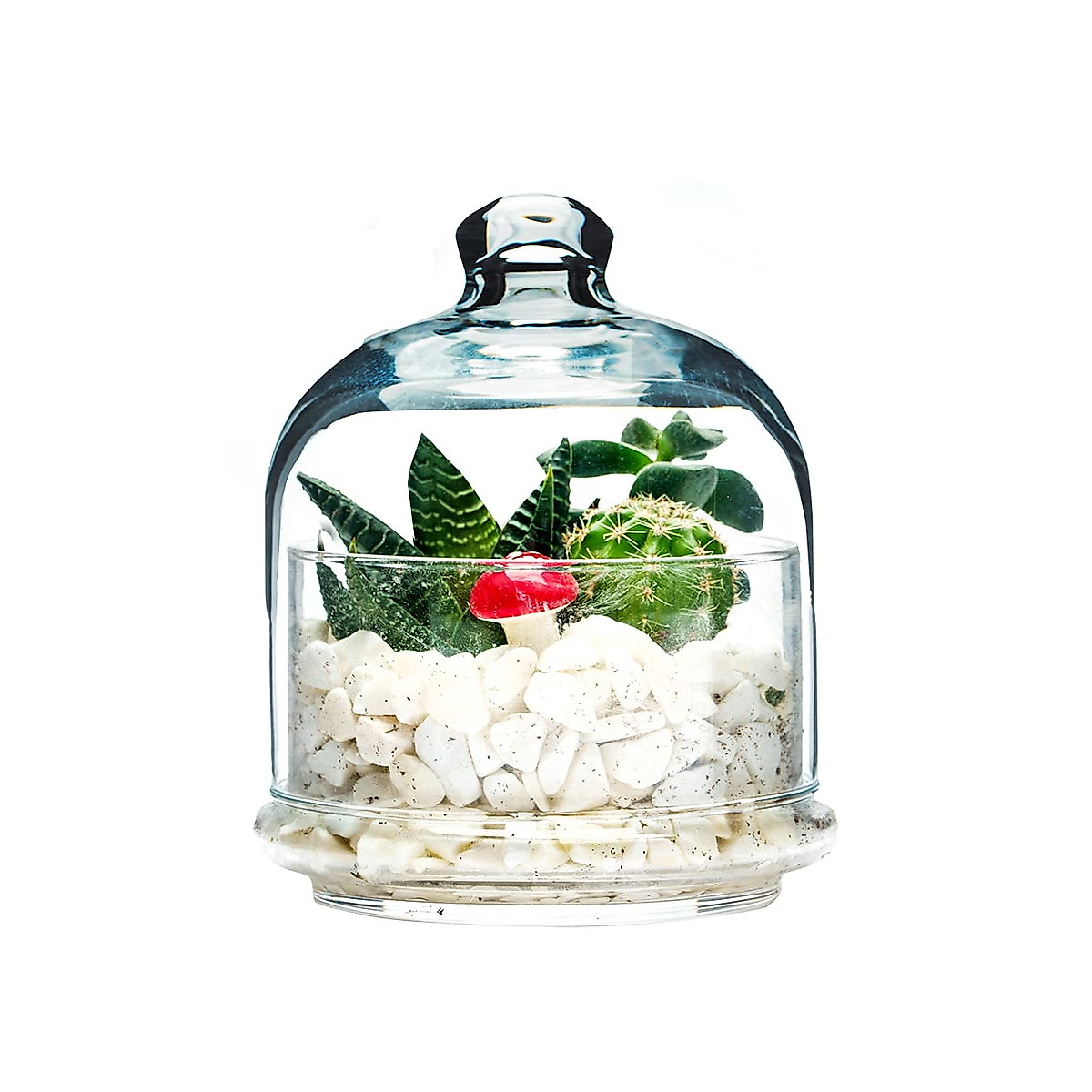 The Buybox Multipurpose Glass Container Avocado, Onion, Tomato, and Lemon Keeper Saver Holder Container, Fruit, Butter Citrus Mini Containers for Fridge, Pepper and Sold Cellar with Lid (Medium)