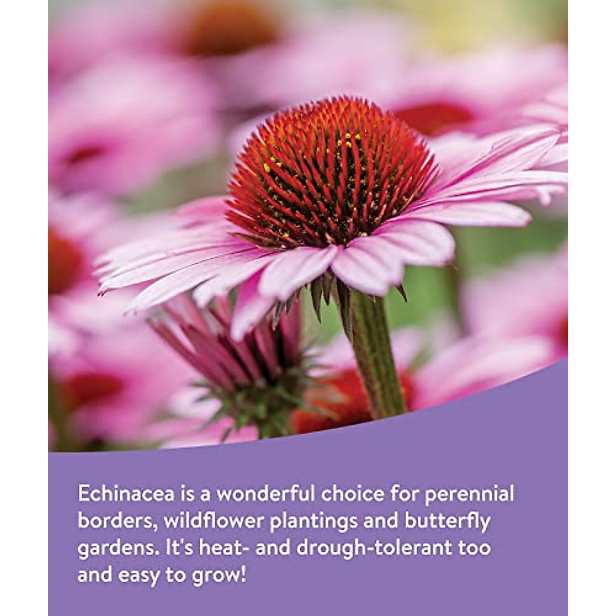 Burpee Wildflower 50,000 Bulk, 1 Bag | 18 Varieties of Non-GMO Flower Seeds Pollinator Garden, Perennial Mix