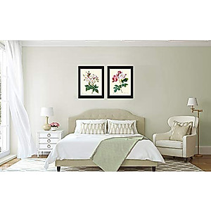 Botanical Pink White Roses Prints - Unframed - Beautiful Antique Illustration Wall Art Set of 2 Prints French Flowers Home Room Decor Small or Large Dining Room Bedroom Living Interior Design LRR