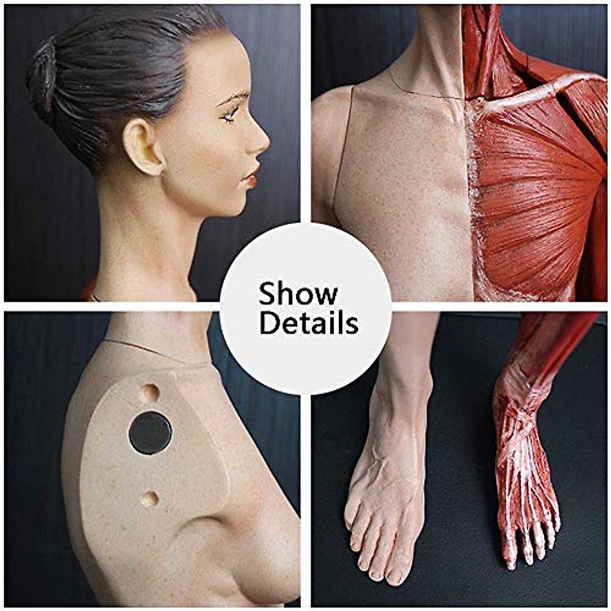 Anatomy Model Female Anatomy Figure - Human Muscle Skeleton Painting Model Human Anatomical Muscle Bone Ecorche and Skin Model Reference for Artist
