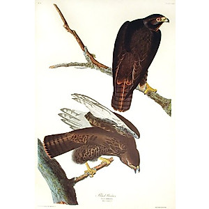 Black Warrior. From"The Birds of America" (Amsterdam Edition)