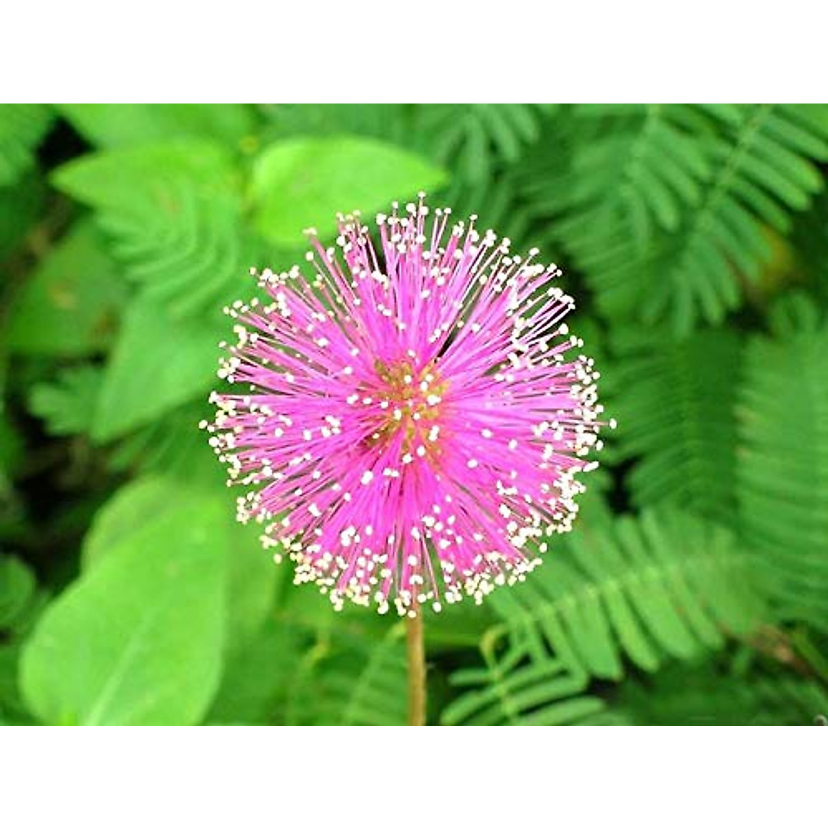 NIKA SEEDS - Flowers Sensitive Plant Pink (Mimosa) - 25 Seeds