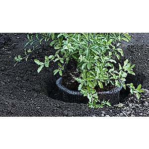 RootGuardTM Speed Baskets, Gopher Wire Baskets. (1-Quart Mini - 6 Pack)