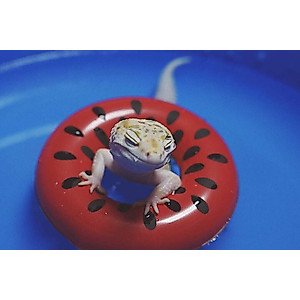 Foldable Collapsible Lizard Bathing & Cooling Swimming Pool, Durable Bath Tub, Swimming Bath Water Washer for Bearded Dragons Hedgehog Hamster & Small Animals, Bonus - Bearded Dragon Swim Float