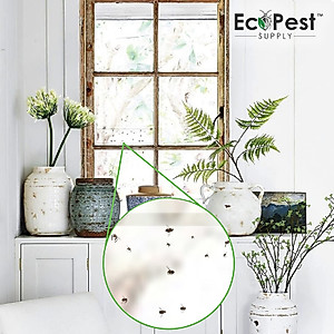 Window Fly Traps – 12 Pack | Transparent Sticky Fly Trap for Windows | Discrete, Extra Large Insect Glue Trap and Indoor Bug Catcher for House Flies and Other Flying Insects