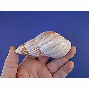 Set of 3 Extra Large Natural Japanese (Fairyland) Land Snail Shells 3" - 4" Large Hermit Crab Beach Crafts Hobby Coastal Cottage