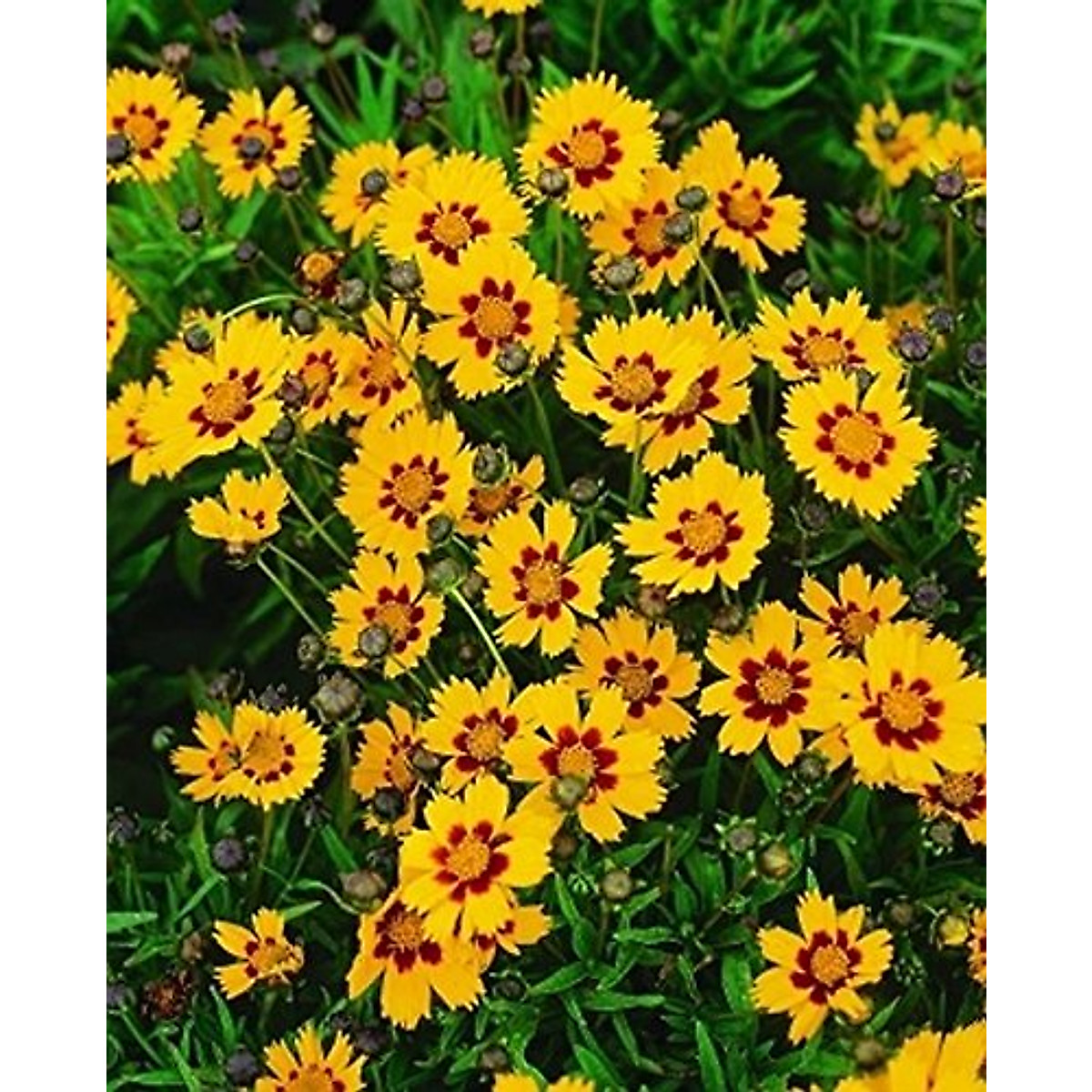 Largeflower Tickseed-Brilliant Golden Blooms Large and Very Showy (25 - Seeds)