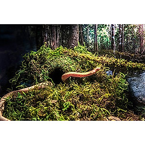 Galápagos (05346) Mossy Cave Hide, 4", Green