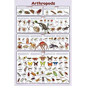 Laminated Arthropods Insects Educational Science Chart Crustacea Hexaoda Poster 24 x 36