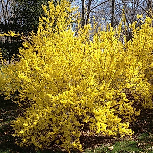 Yellow Lynwood Forsythia - 1 Gallon Established Potted Plant - Forsythia x Intermedia 'Lynwood Variety, Fast Growing Tree, Spring Color, Spring Blooms, Fall Color