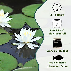 Mainam Mixed Colorful Hardy Water Lily Tuber Live Aquarium Plant for Freshwater Fish Pond Balcony Buy 2 GET Fertilizer Free (White Nymphaea Denver)