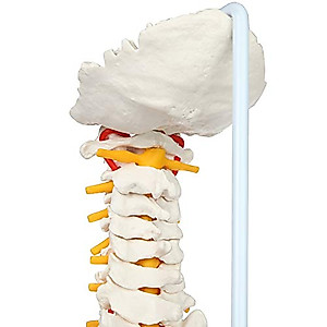 Axis Scientific Full Size Ultra Flexible Spine Model with Removable Femur Heads - Comprehensive Spine Anatomy Model with Nerves, Ideal for Chiropractic Practice and Medical Education