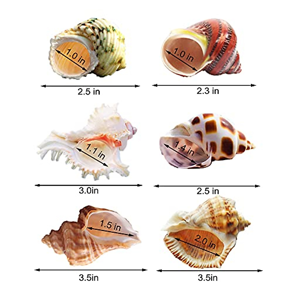 Hermit Crab Shells Medium to Large Growth Turbo Seashells 1"-2" Openning Size Natural Supplies Conch Habitat
