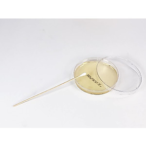 Sabouraud Dextrose Agar-II (SDA), (10-Pack), Pre-Poured, 15x100mm Petri Plates, For the Cultivation, Isolation and Identification of Yeasts and Molds.