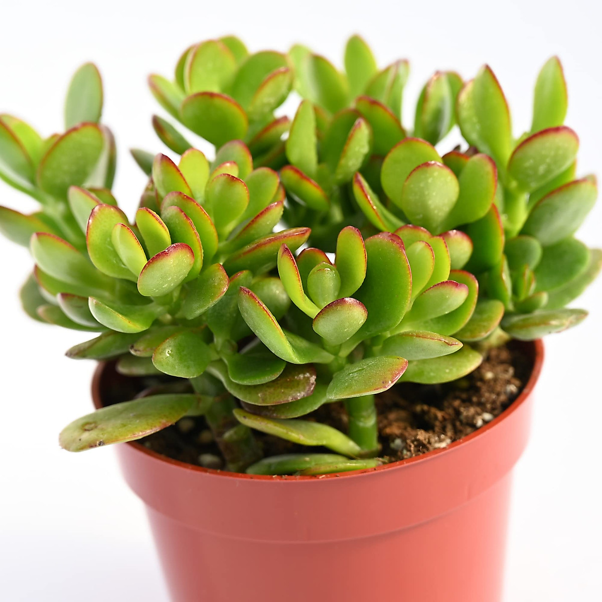 Live Jade Succulent Plant – Crassula Ovata Jade Succulent - Fully Rooted 4-Inch Jade Succulent