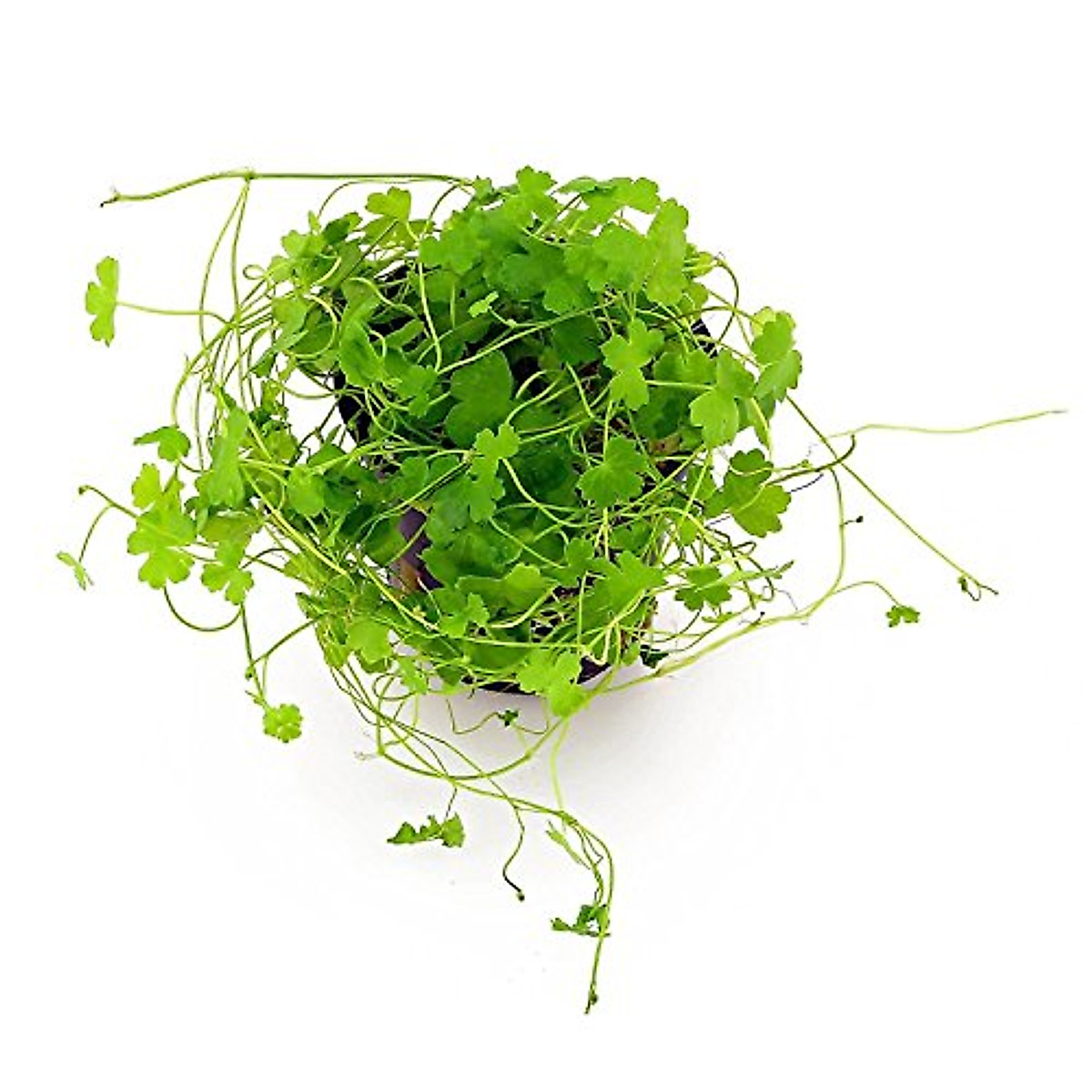 500 Premium Organic Centella Asiatica - Rau Ma - Pennywort - Gotu Kola - Seeds by Happy Seeds & Garden