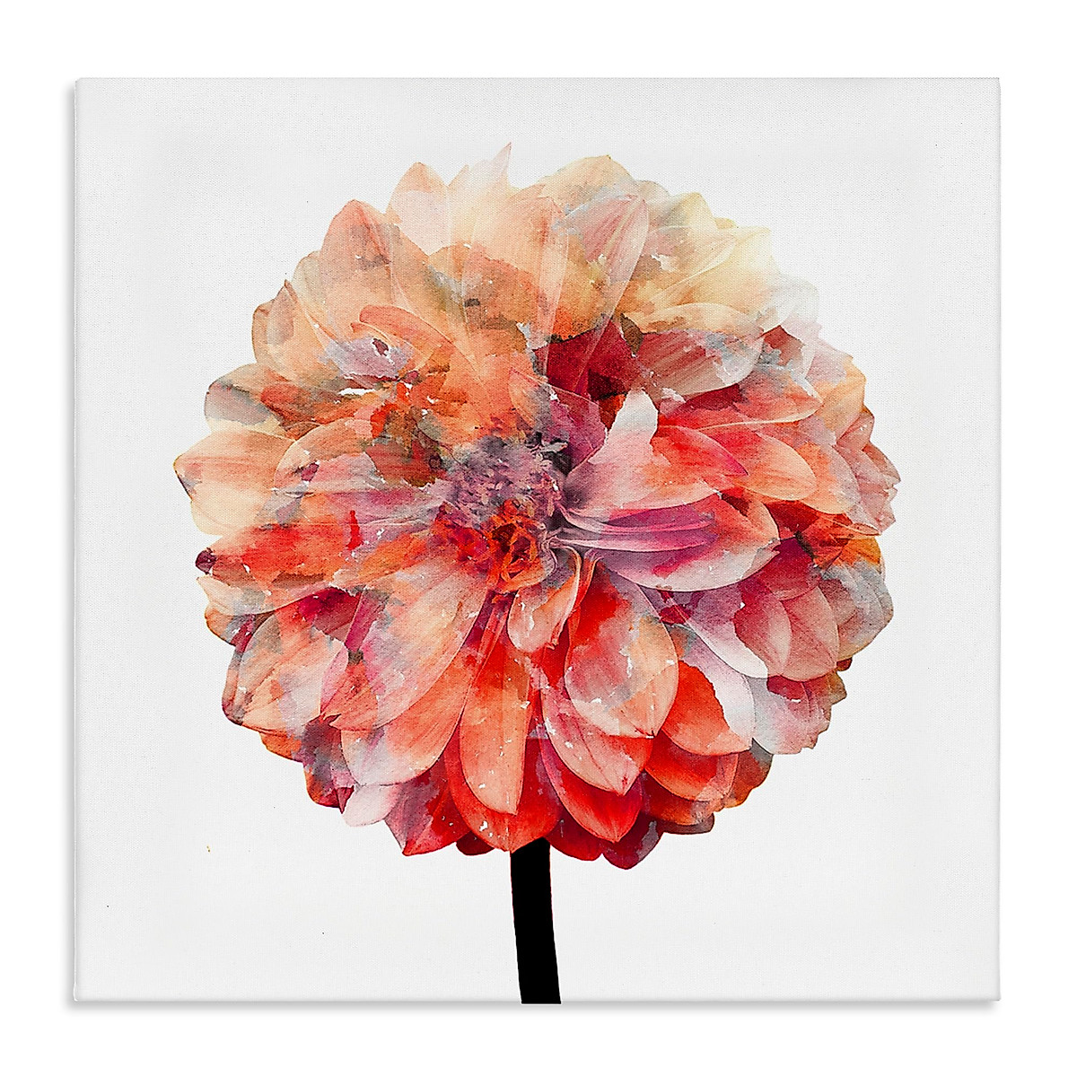 Stupell Industries Bright Coral Watercolor Bloom Dahlia Flower Canvas Wall Art, 17 x 17, Pink