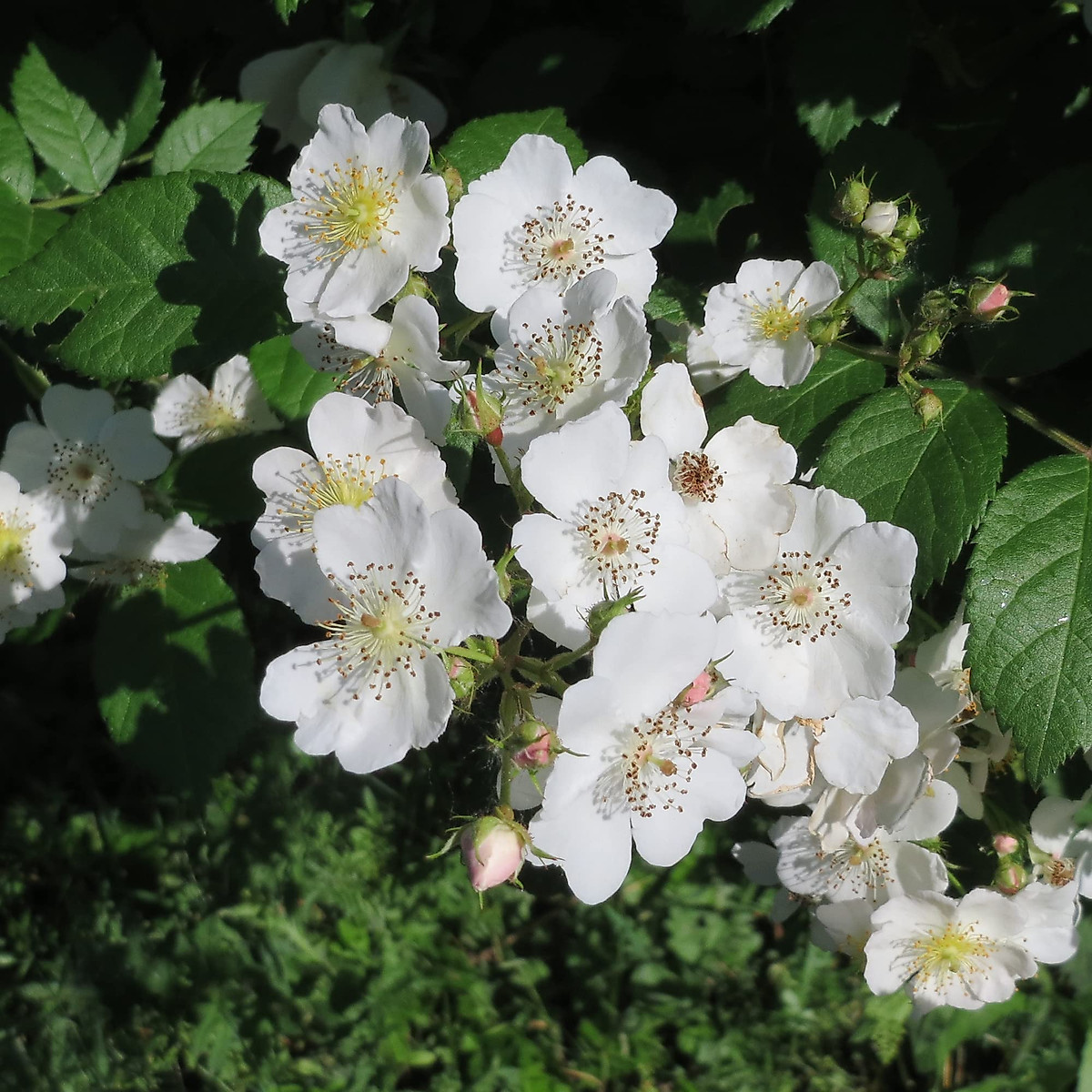 Rosa Multiflora Seeds Multiflora Rose, Baby Rose Fragrant Edible Fruit Culinary Uses Garden Borders Outdoor 20Pcs Flower Seeds by YEGAOL Garden