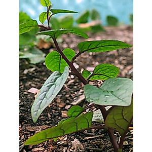 Gaea's Blessing Seeds - Red Malabar Spinach Seeds - Non-GMO Seeds with Easy to Follow Planting Instructions - Heirloom Red Stemmed Malabar - 93% Germination Rate