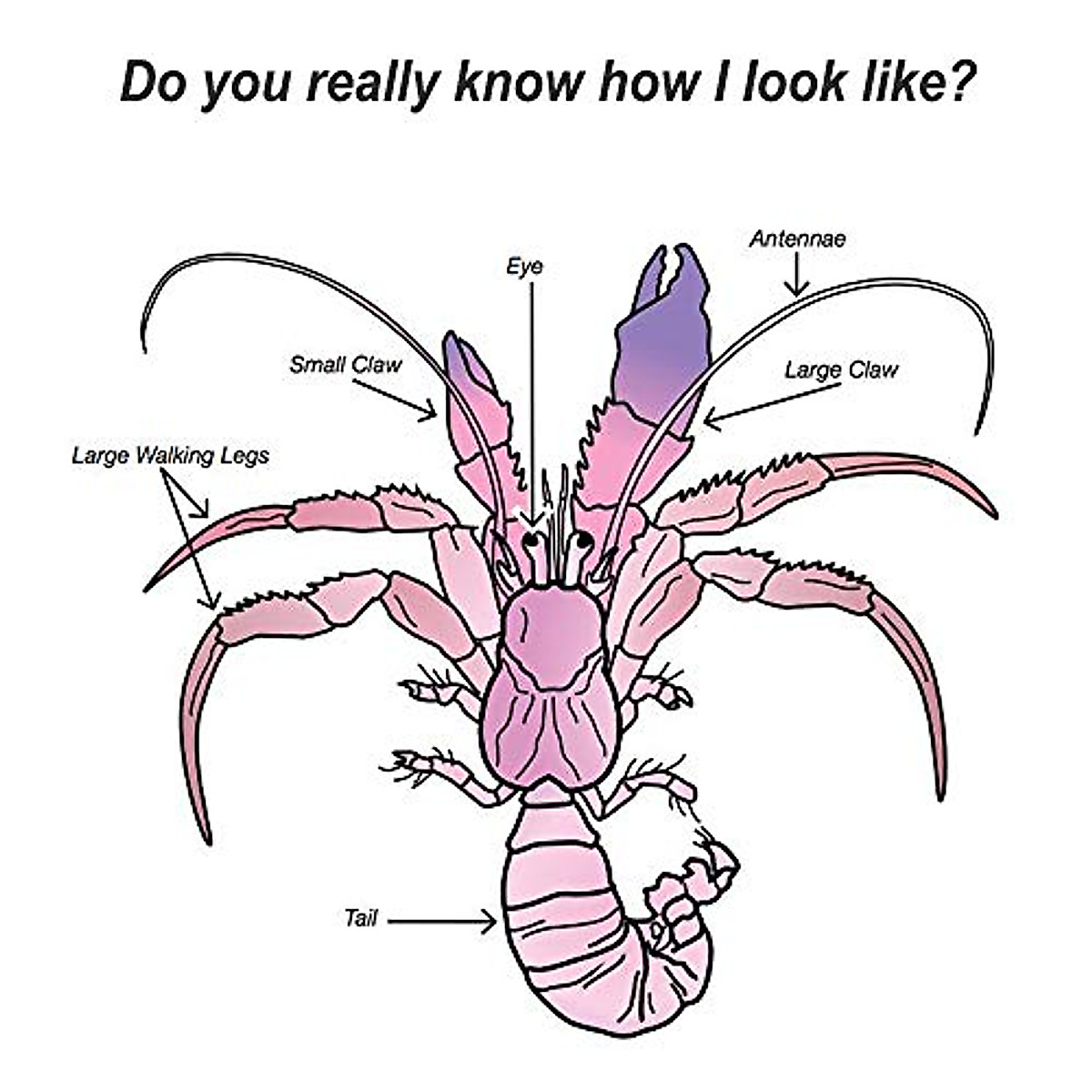 Petawi Hermit Crab Shells Large Medium XLarge Natural Growth Shells for Hermit Crab Variety Turbo Seashells Sea Conch No Painted Hermit Crab Supplies