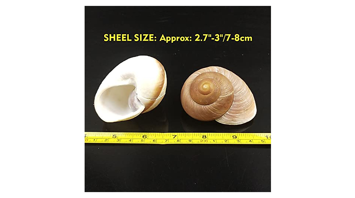 Buy 4 Pack Large Hermit Crab Shells for Your Aquarium