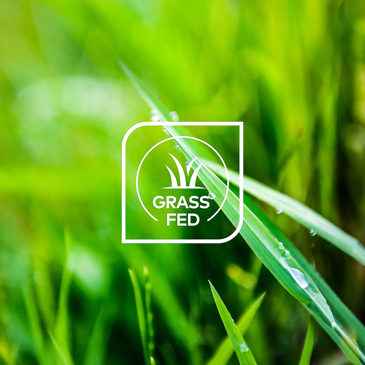 Pounamu Protein Puffs | Sample, Variety Pack | 27g Grass-Fed, Free-Range New Zealand Dairy Protein and 180 calories per bag | Delicious gourmet flavors | 1.48 Ounce (42g) x 4 pack