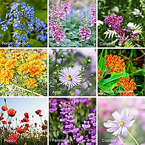 Package of 80,000 Wildflower Seeds - Hummingbird and Butterfly Wild Flower Seeds Collection - 23 Varieties of Pure Non-GMO Flower Seeds for Planting Including Milkweed, Nasturtium, and Forget Me Not…