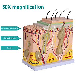 LVCHEN Skin Anatomy Model - Skin Diagram Model Human Anatomy Skin Model Skin Structure 50X Magnification Model with Hair