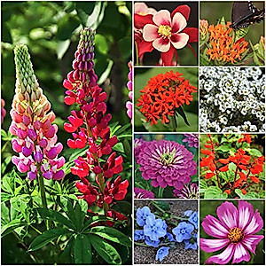 Seed Needs, 2.1 oz Bulk Package - 30,000 Seeds Hummingbird and Butterfly Attracting Wildflower Mixture (99% Pure Live Seed - NO Filler) 20+ Species Annual Perennial Biennial