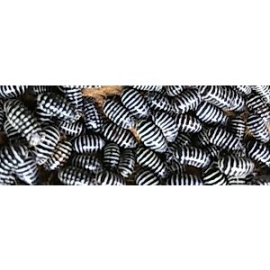 Combo Zebra Isopod, Roly Poly, Armadillidium maculatum, 6+ and 8 oz. Springtail Starter Culture