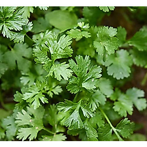 800+ Coriander Seeds for Planting Herb Seeds Collection for Your Indoor Herb Garden