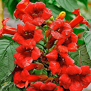 QAUZUY GARDEN 20 Seeds Rare Red Hummingbird Trumpet Creeper Vine Seeds Campsis Radicans Perennial Hardy Flower - Showy Privacy Screen- Easy to Grow & Maintain
