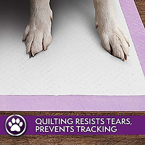 Simple Solution 6-Layer All Day Premium Dog Pads | Lavender Scent | 23 x 24 100 pads