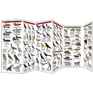 Arizona Wildlife: A Folding Pocket Guide to Familiar Animals (Nature Observation North America)