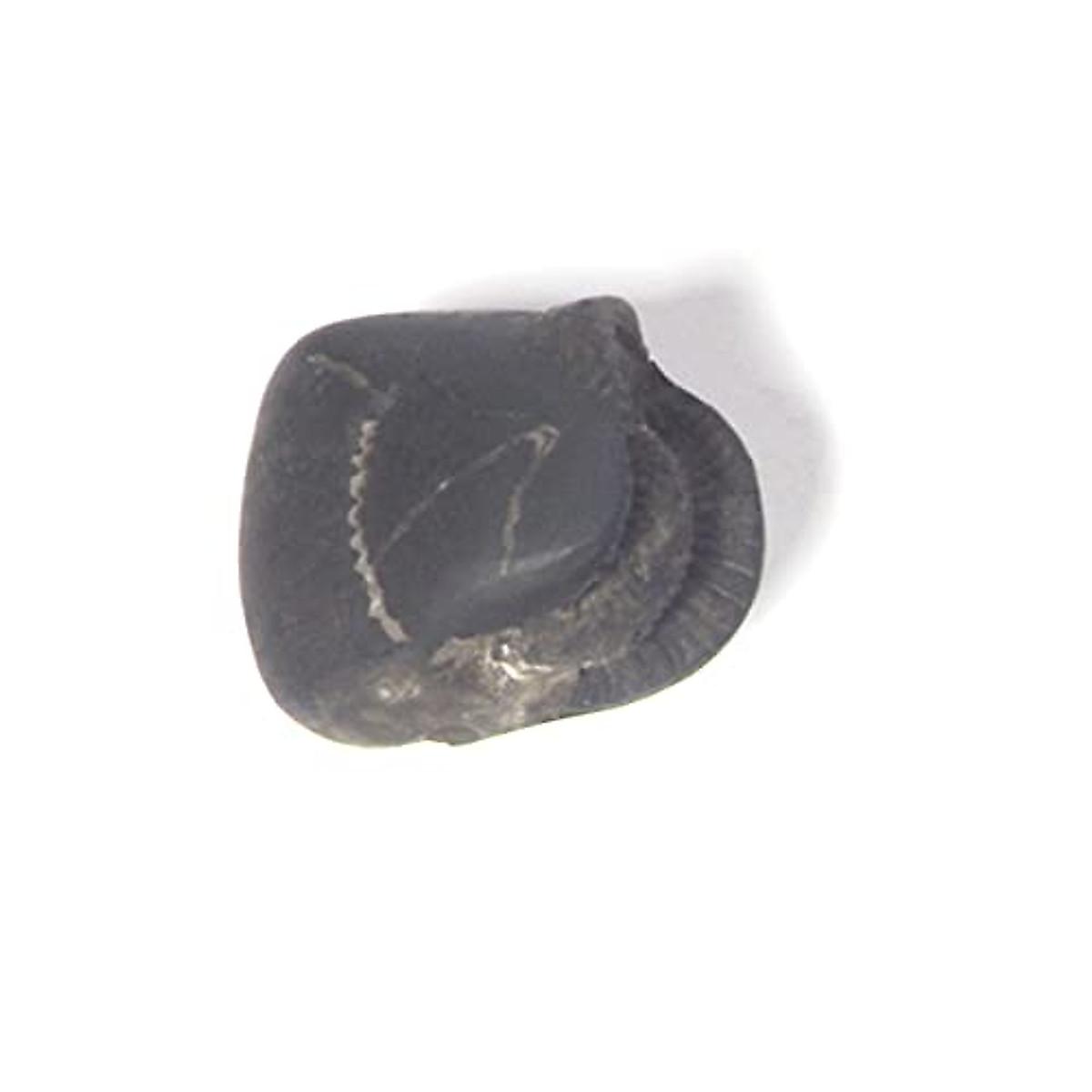 phoenix888 Daamodarah Sudarshan Shaligram 1.5cm - 2.5cm