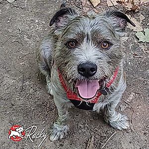 Fromm Four-Star Nutritionals Duck A La Veg Dog Food - Premium Dry Dog Food - Duck Recipe - 26 lb