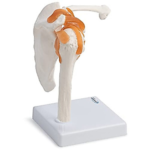 Cranstein Scientific A-332 Shoulder Joint Model - Anatomy, Skeleton
