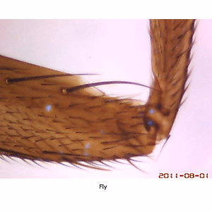 ViTiny VT-300 Portable Digital Microscope 10x - 200x