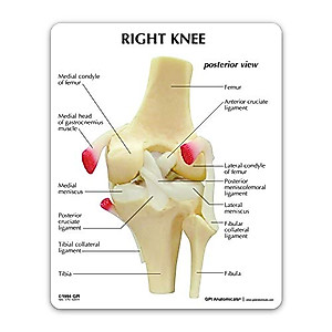 GPI Anatomicals Knee Joint Model | Human Body Anatomy Replica of Normal Knee Joint for Doctors Office Educational Tool