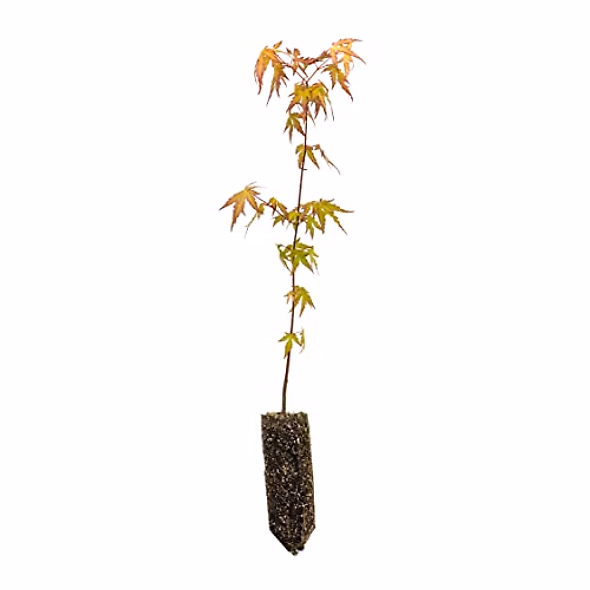 Japanese Maple | Medium Tree Seedling | The Jonsteen Company