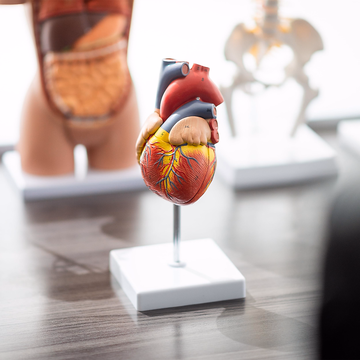 MonMed Anatomical Heart Model, Human Heart Anatomy Model – 2 Part Heart Models Anatomy Life Size Medical Heart Model
