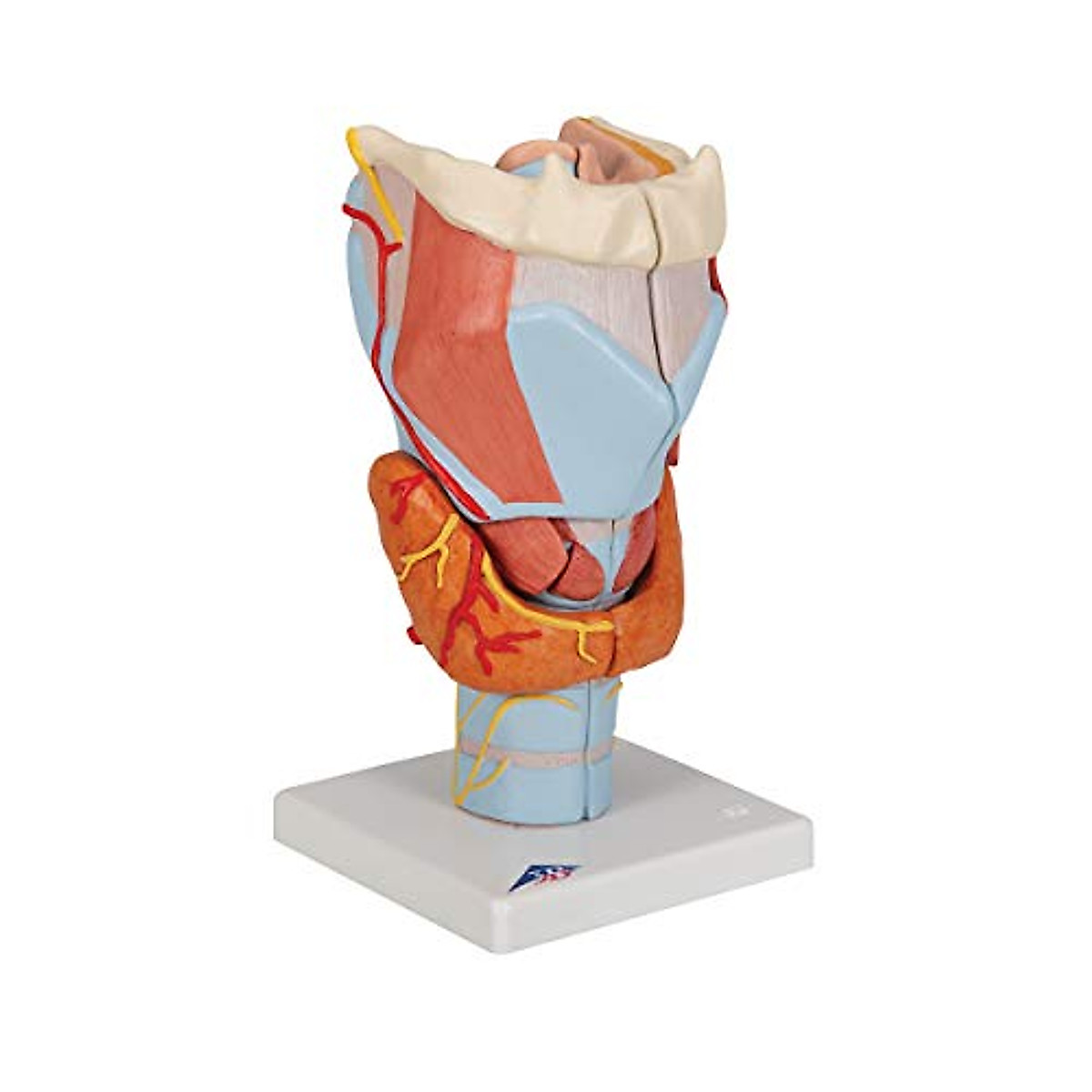3B Scientific G21 Larynx 2x life size 7-part - 3B Smart Anatomy