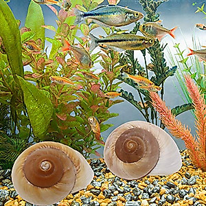 4 Pack Large Hermit Crab Shells, Muffin Snail Shells | Turbo Shells | Giant Land Snail Shells | Hermit Crab House for Fish Tank Aquarium Decoration Beach Home Decor Wedding Centerpieces, 2.75"-3"