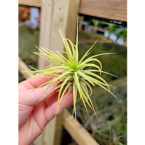 Live Air Plants - Ionantha Druid - 2 to 3 Inch Air Plant - Color & Form Varies by Season - 30 Day Guarantee on Tillandsia from The Drunken Gnome (One Size 2-3") (1)
