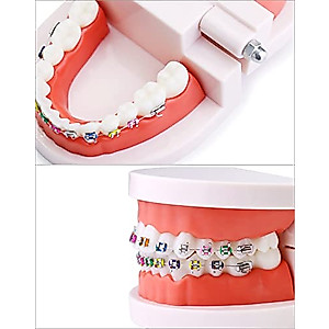QWORK Typodonts Orthodontics Demonstration Model, Dental Tooth Research Model with Metal Wires and Ceramic Brackets, Teaching Teach Explanation Model for Adults