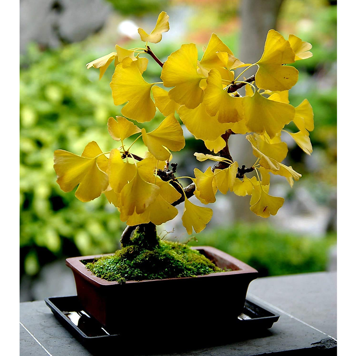 Heirloom 5 Ginkgo Biloba Gingko Maidenhair Tree Seeds Nuts Bonsai Tree Grown from Seed