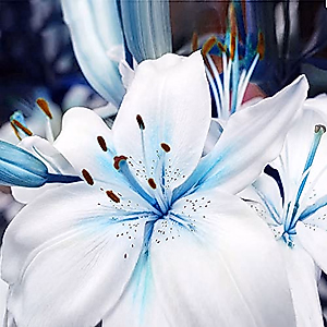 YEGAOL Garden Blue Lily Seeds 50Pcs Rare Flower Seeds Non-GMO Perennial Beautiful Bonsai Patio Garden Plant